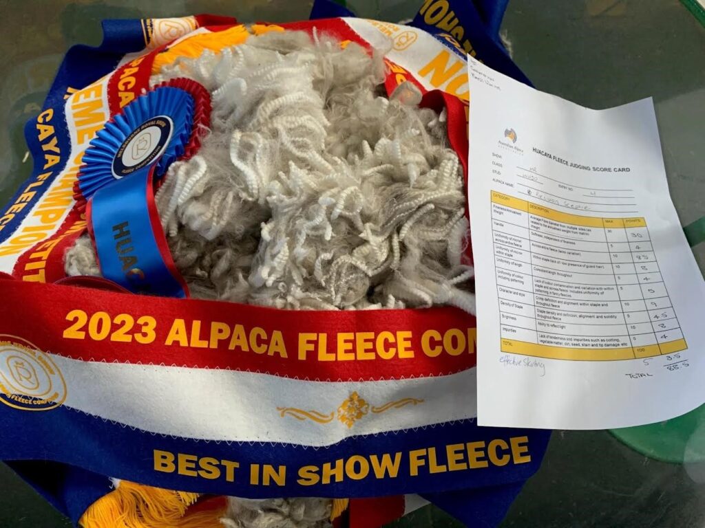 Supreme Champion Alpacas Crowned at Melbourne Royal’s Annual Show ...