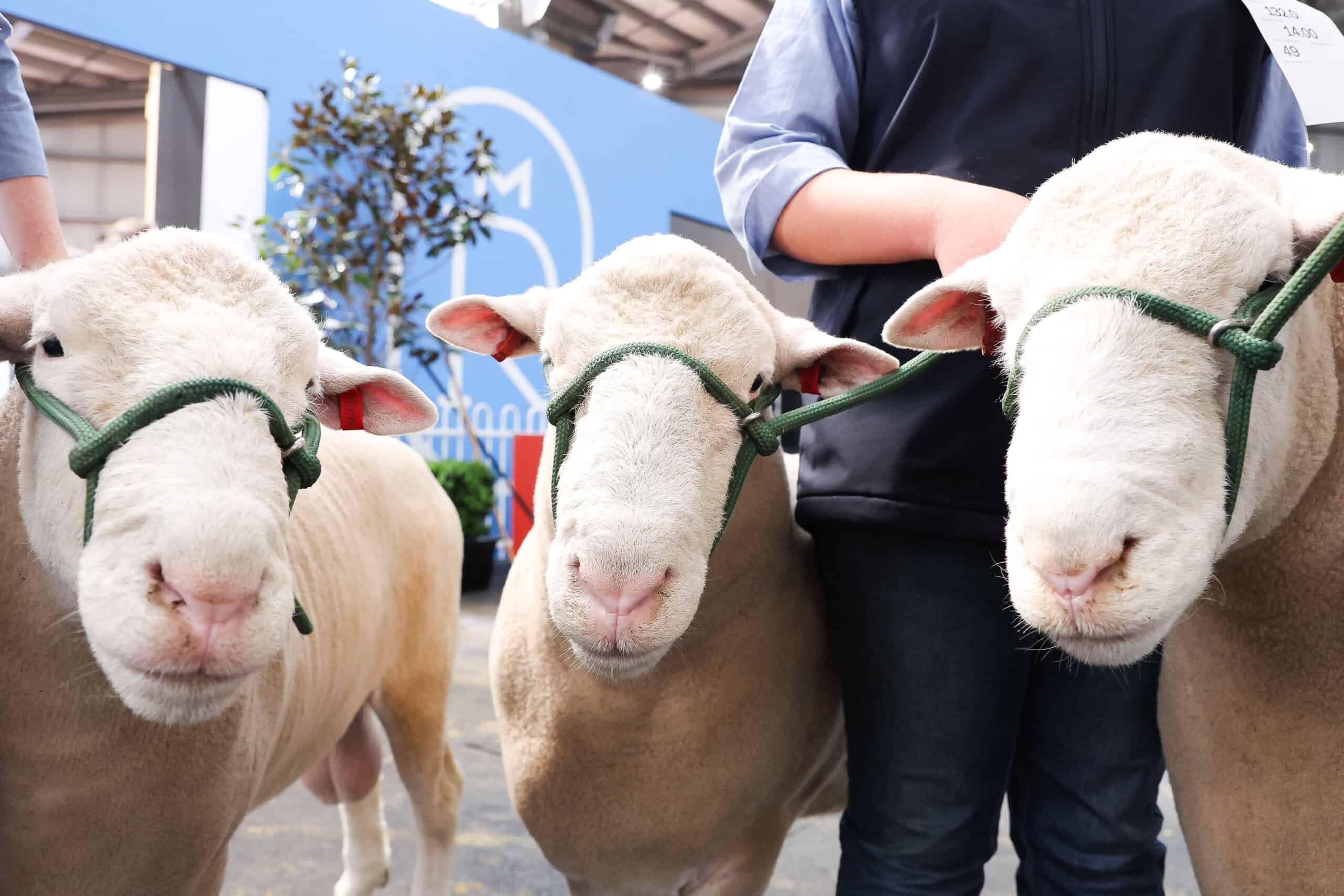 Entries are open for the Melbourne Royal Sheep Competition! - Melbourne ...