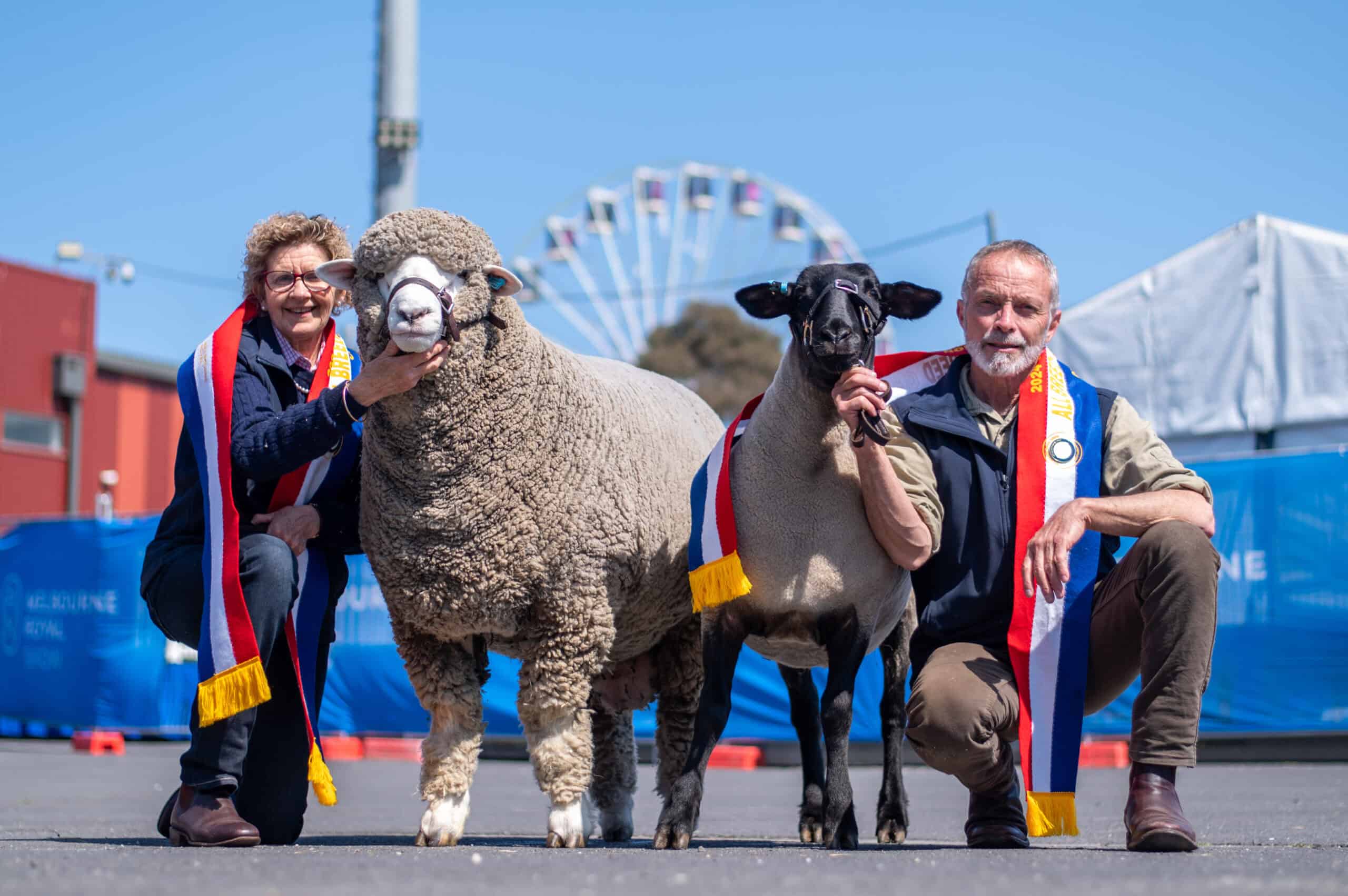 Sheep Breeders Shine at the 2024 Melbourne Royal Sheep Competition ...